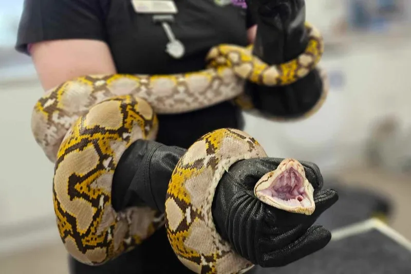 Animal Handling Gloves - ‘Venom Defender’ Hexarmor R8E 3180