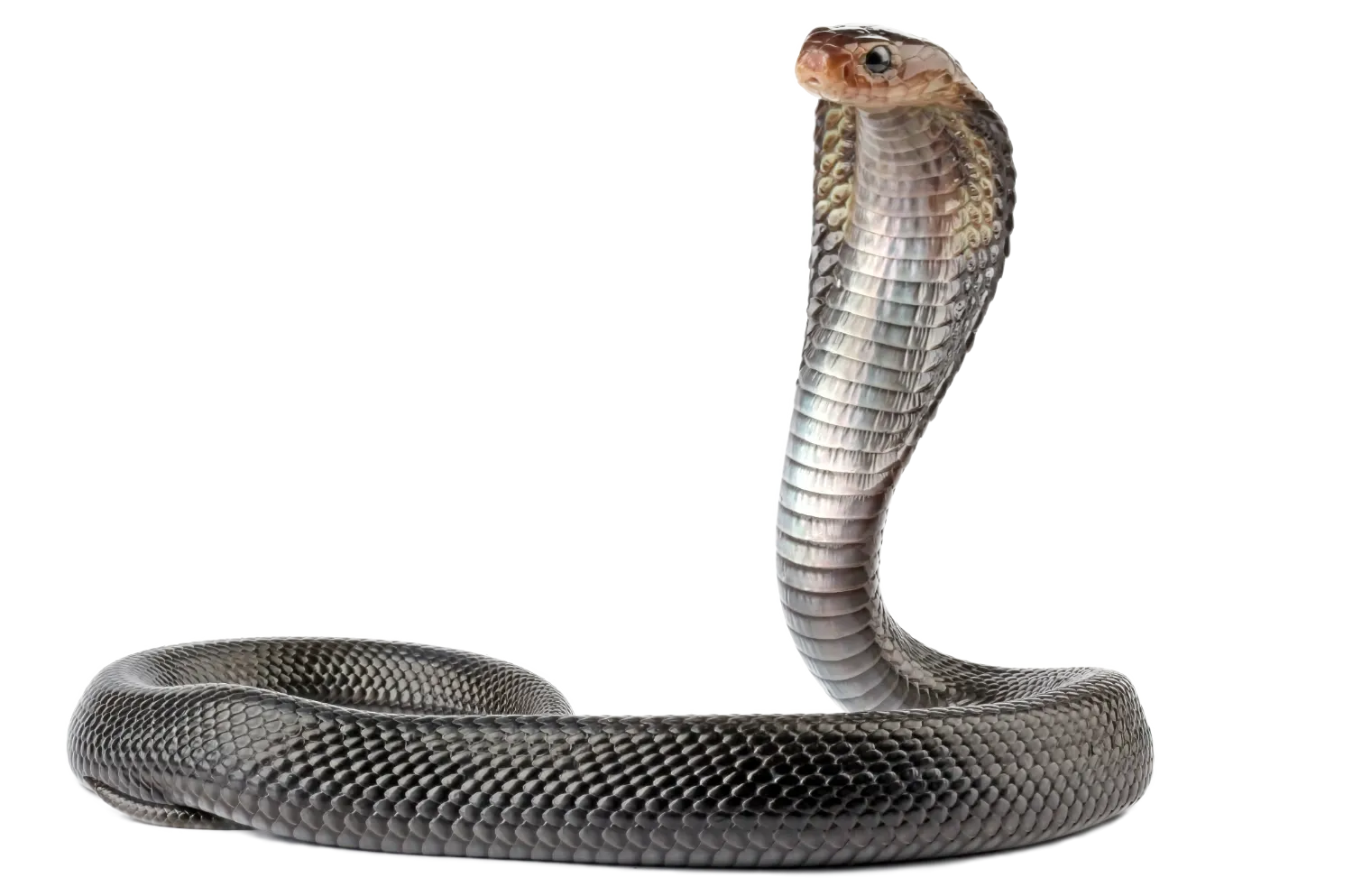 Animal Handling Gloves - ‘Venom Defender’ Hexarmor R8E 3180