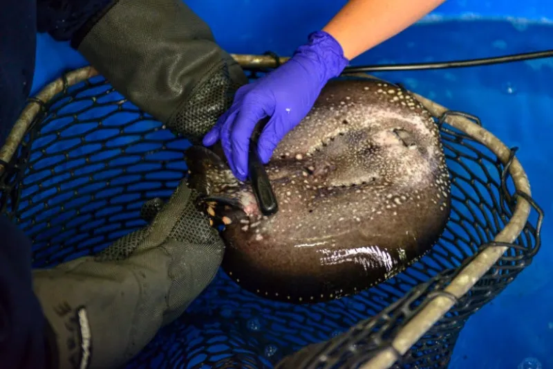 Animal Handling Gloves - ‘Venom Defender’ Hexarmor R8E 3180